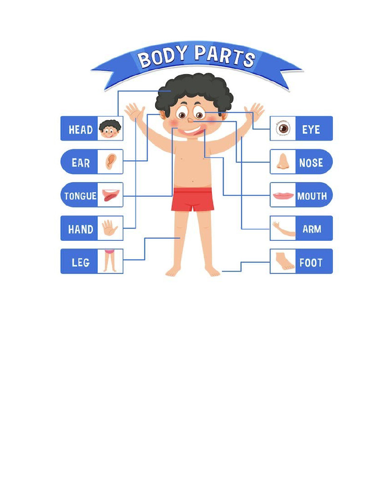 Body Vocab | PDF