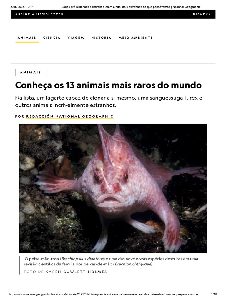 Macaco Birmanês: Ameaças e Curiosidades | PDF | Sapo
