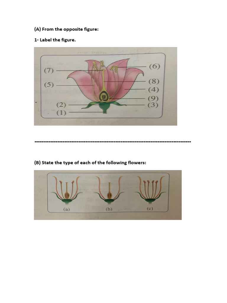 (A) From The Opposite Figure: 1-Label The Figure | PDF