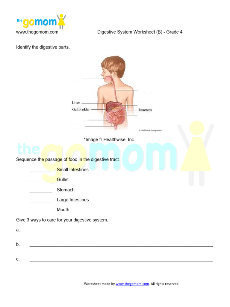 Digestive System Worksheet B Grade 4 | PDF