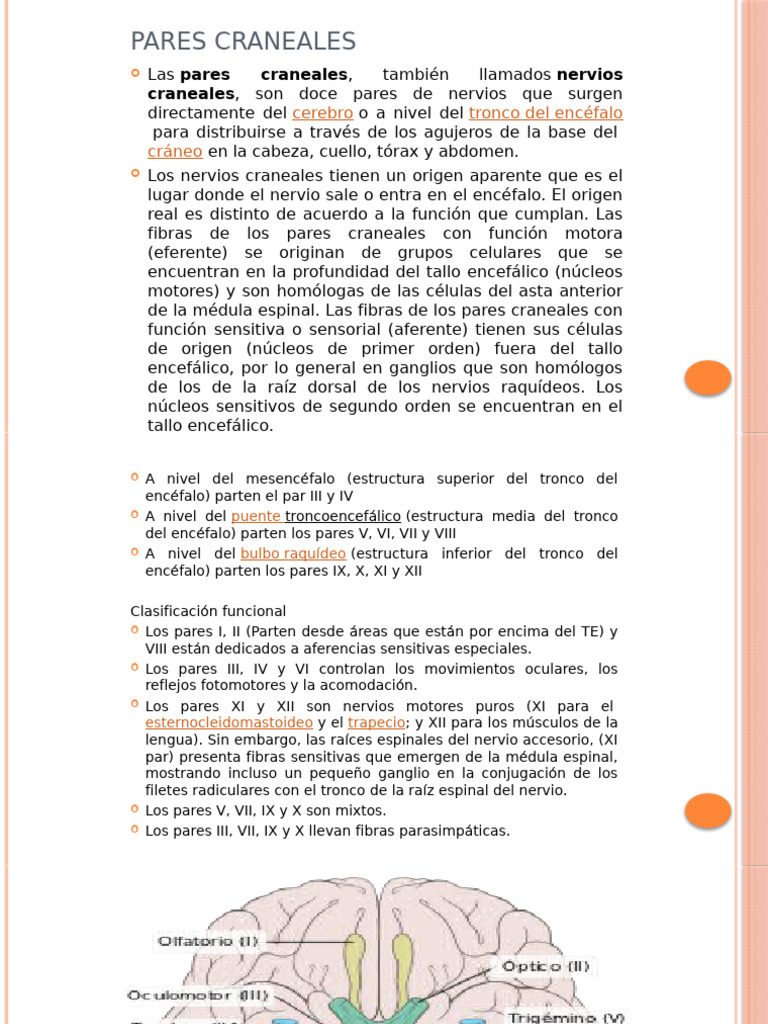 Funciones y Clasificación de Pares Craneales | PDF