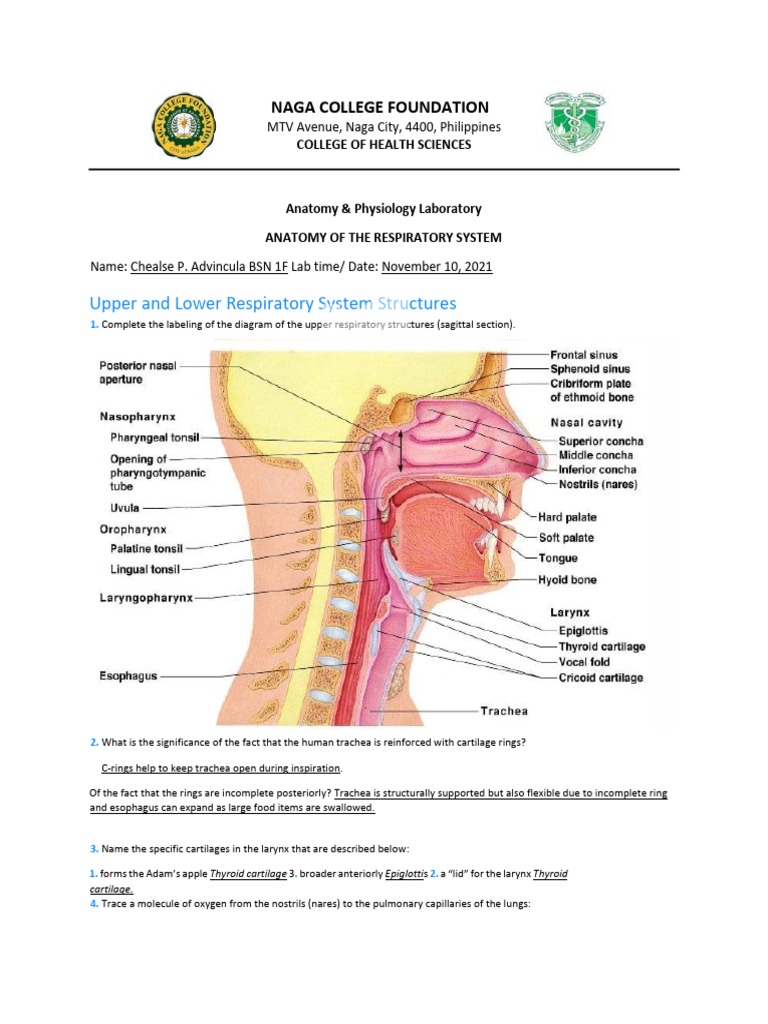 Ana Respiratory System Lab 2 BSN1F | PDF | Lung | Respiratory System