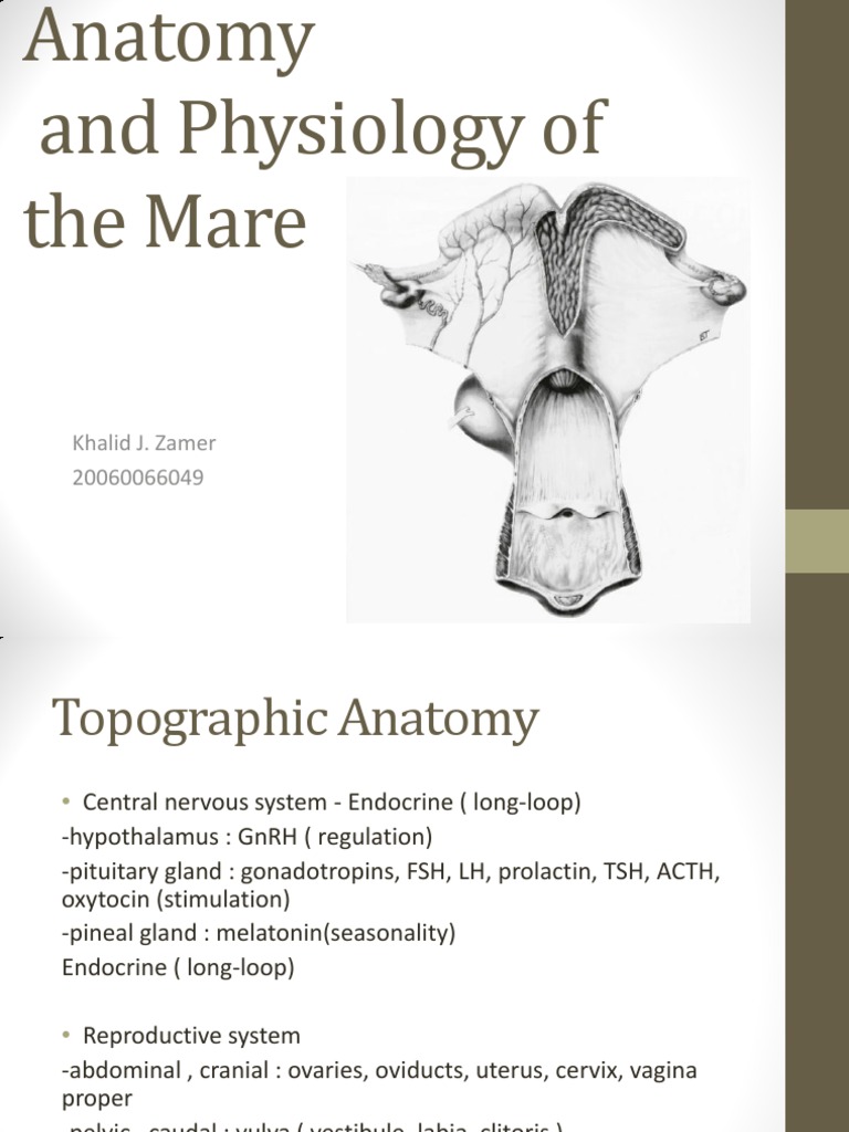 An In-Depth Exploration of Mare Anatomy and Physiology, with a Focus on ...