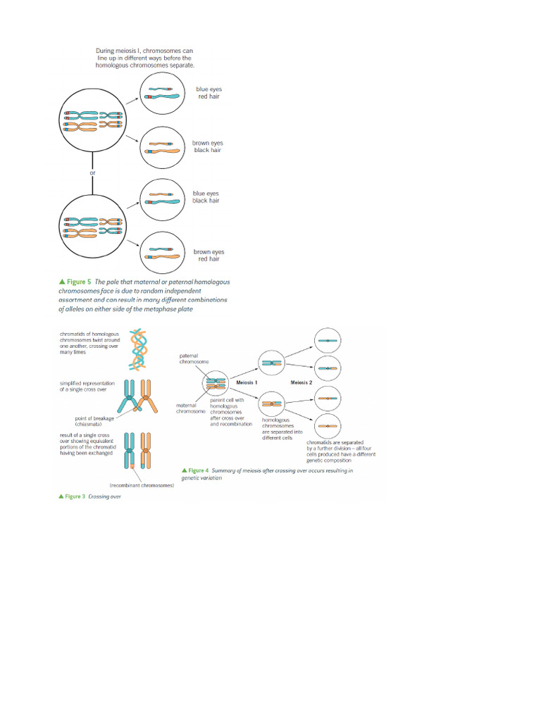 Cell Division Diagrams To Print | PDF