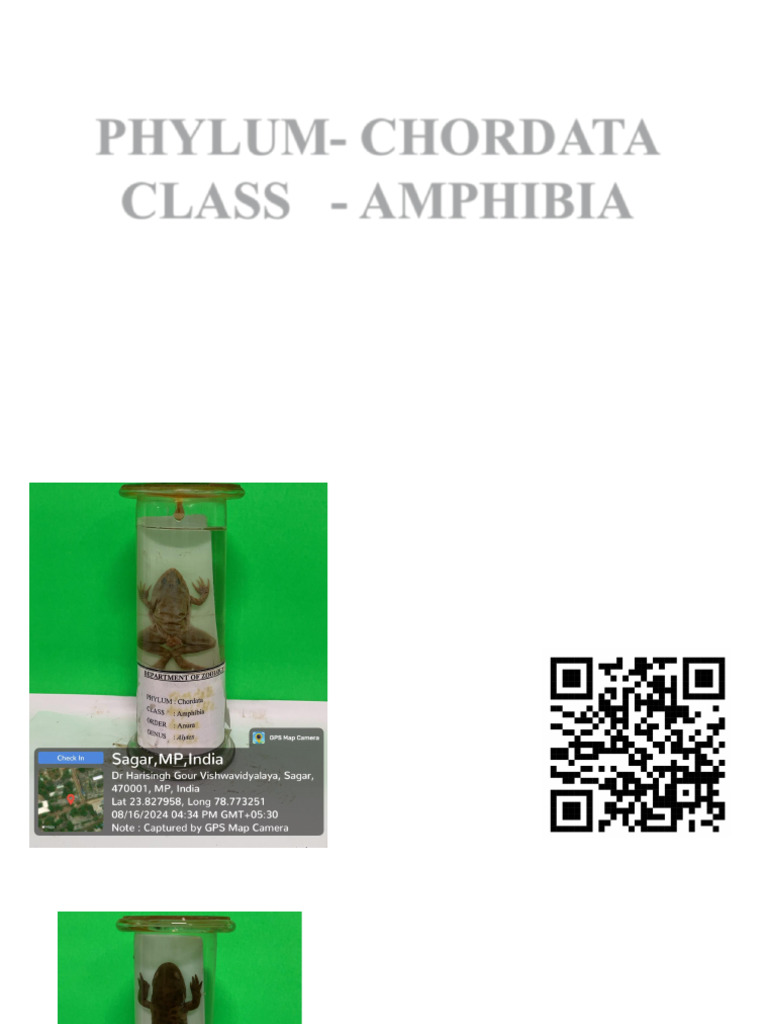 Phylum Chordata Class Amphibia | PDF