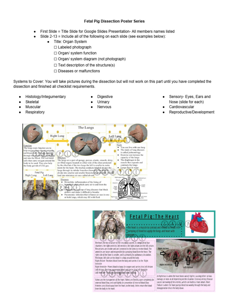 FetalPigDissectionPoster | PDF