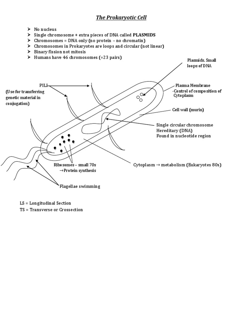 The Prokaryotic Cell | PDF