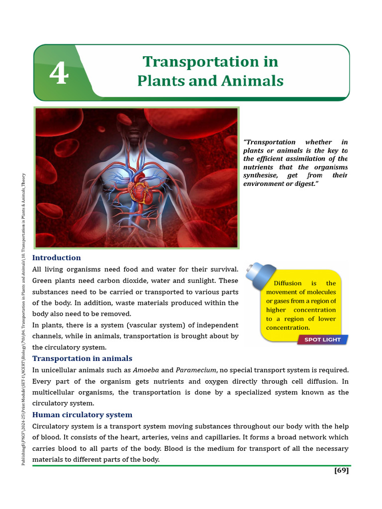 Transportation in Plants and Animals | PDF | Vein | Circulatory System