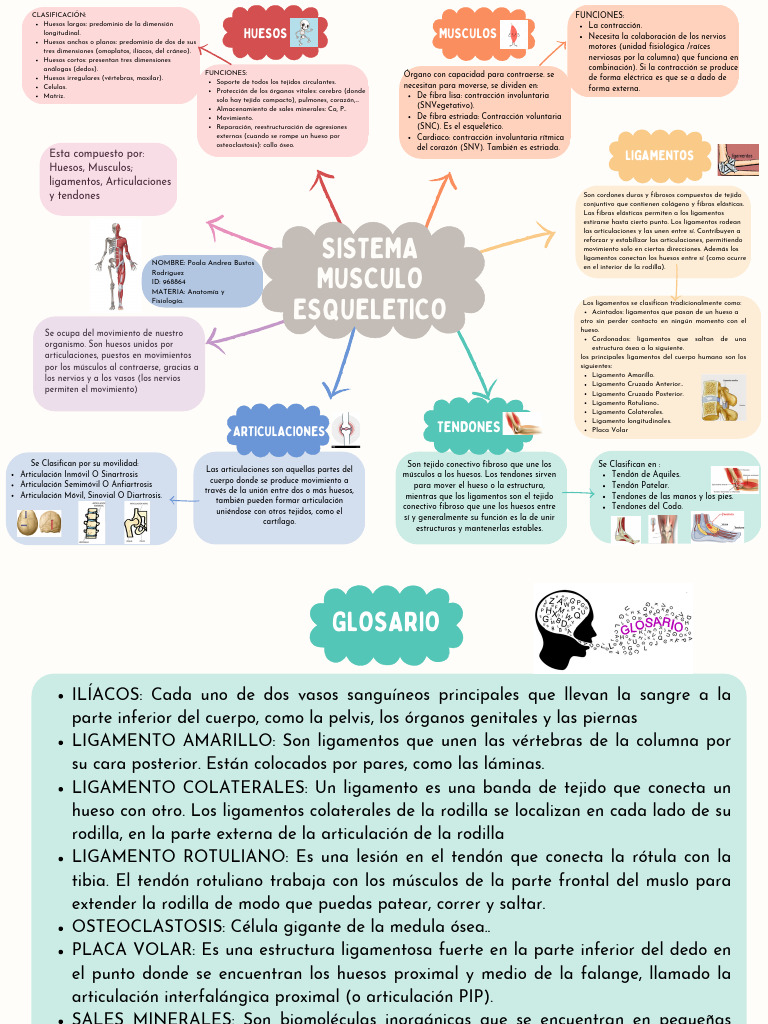 Mapa Conceptual Del Sistema Musculoesquelético Pdf Articulación Hueso