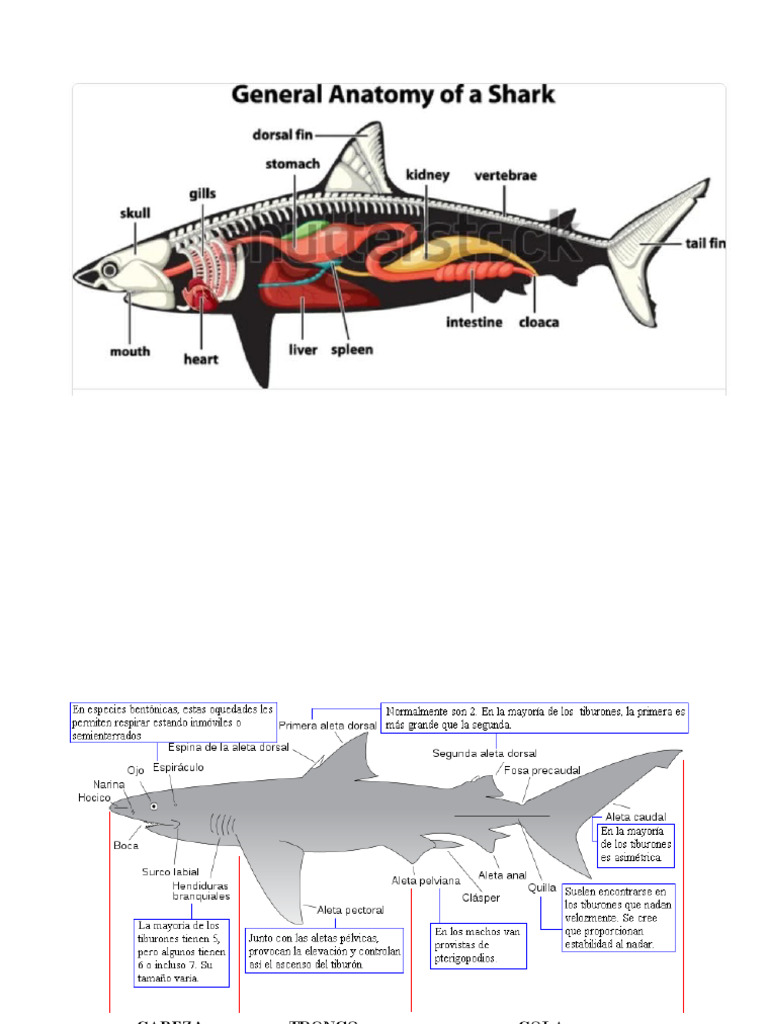 Anatomia Del Tiburon | PDF