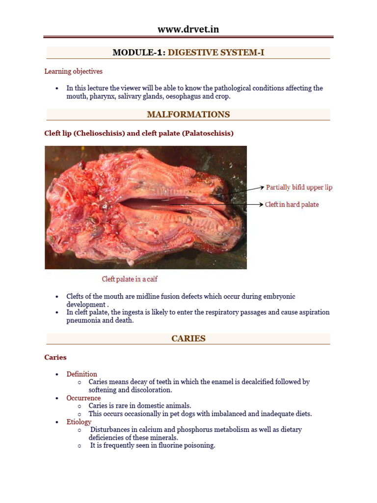 VPP 221 PATHO-1 | PDF | Esophagus | Stomach