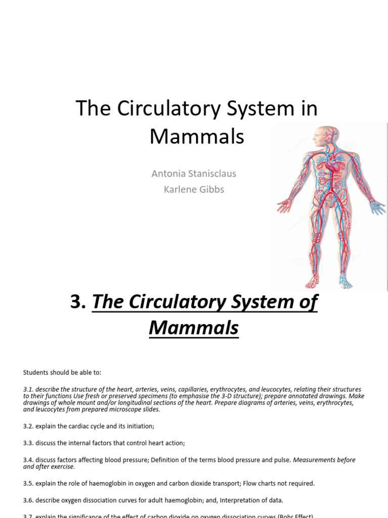 The Circulatory System 2019 (Draft) | PDF | Heart | Heart Valve