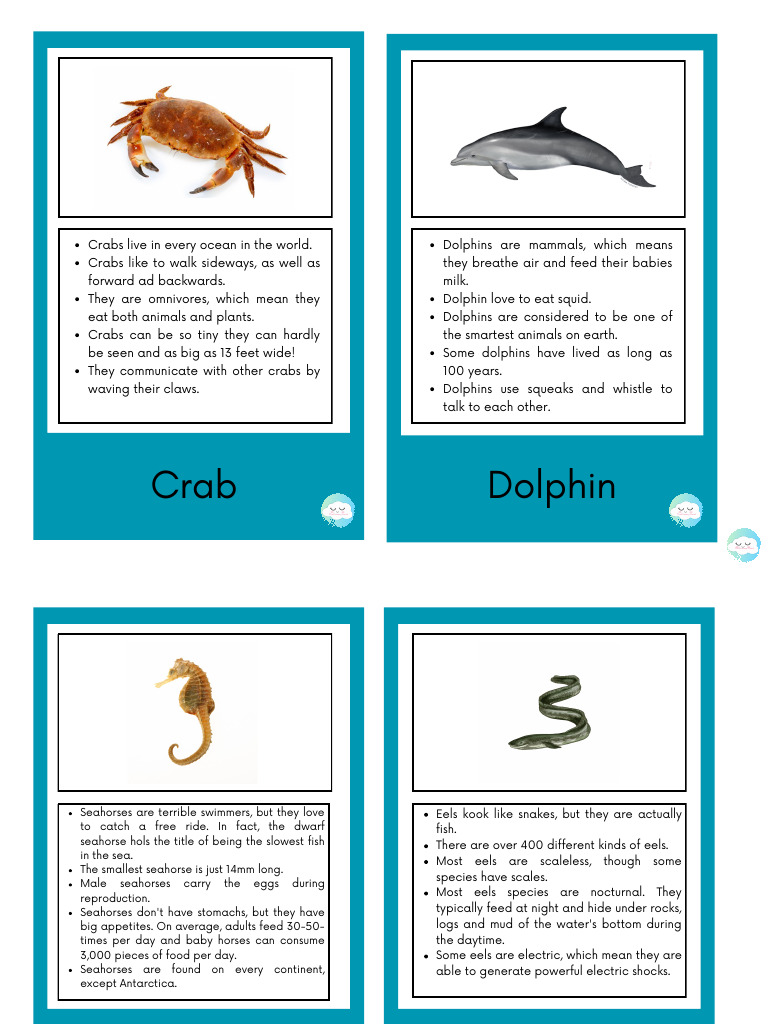 Ocean Animal Fact Cards | PDF | Octopus | Turtle