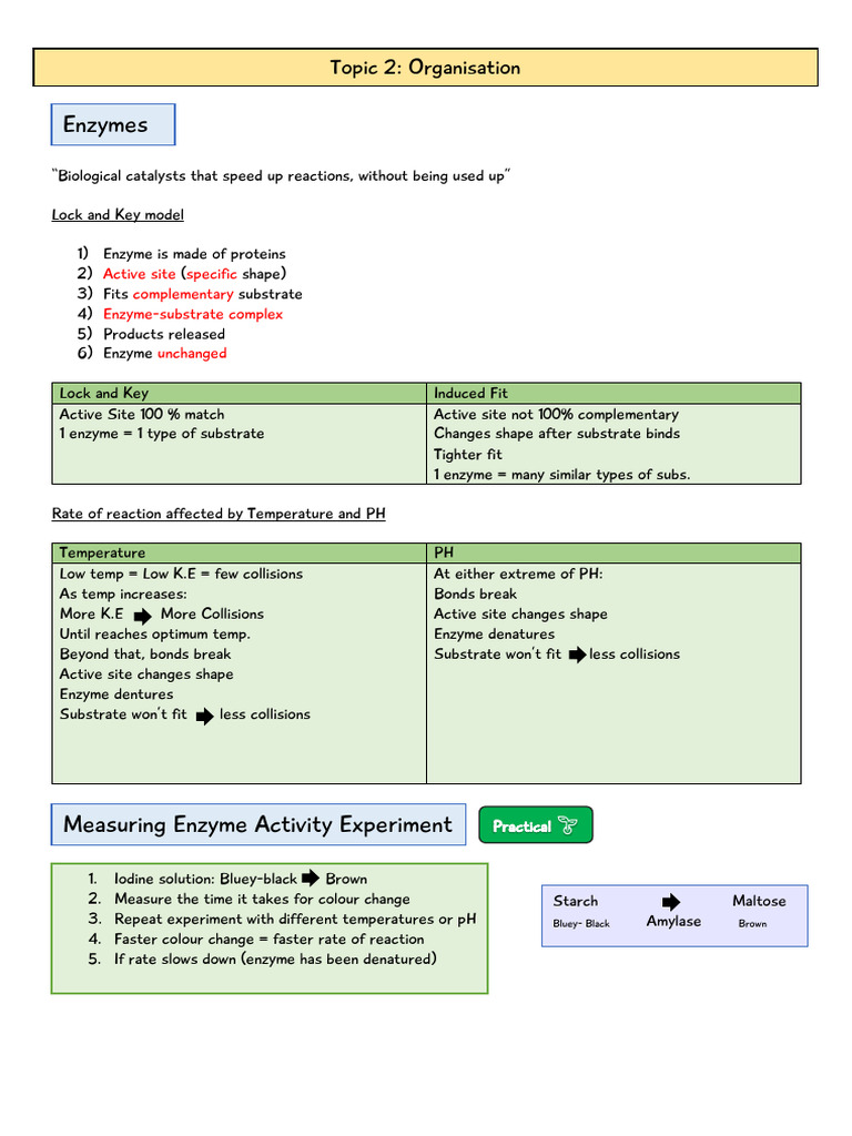 ExamQA AQA Triple Science Biology Topic 2 Notes | PDF | Heart | Enzyme