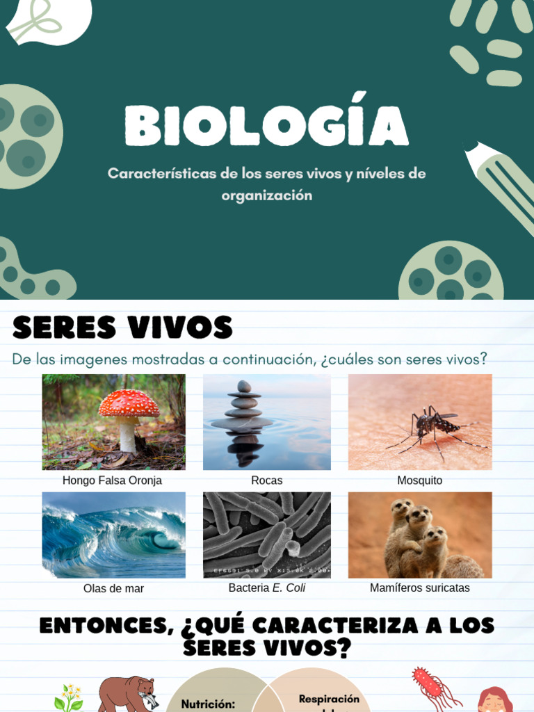 Características y organización de seres vivos | PDF | Organismos ...