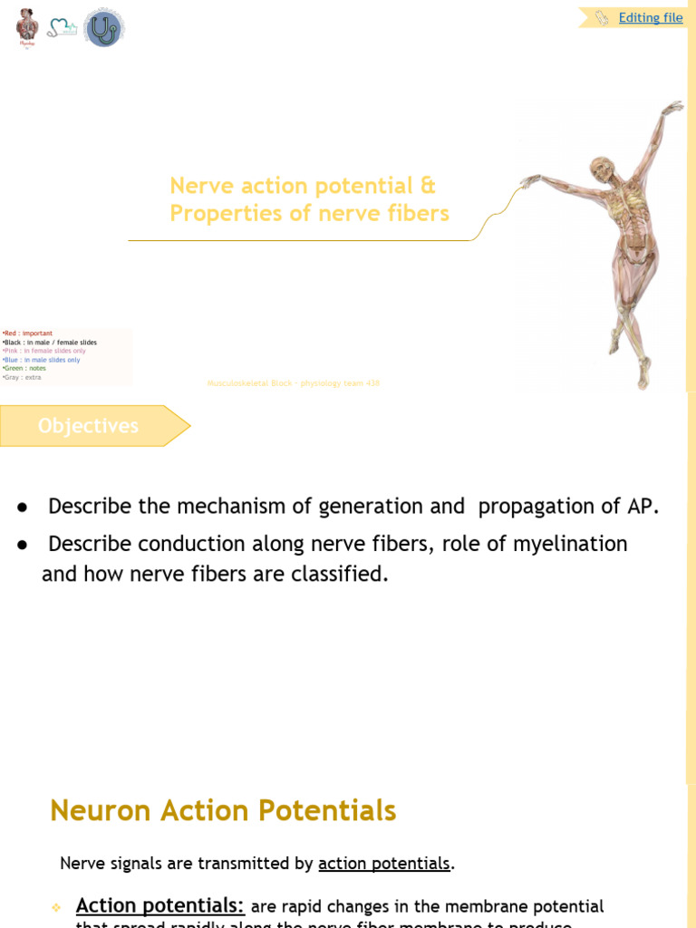 4- Nerve action potential & Properties of nerve fibers | PDF | Action Potential | Depolarization