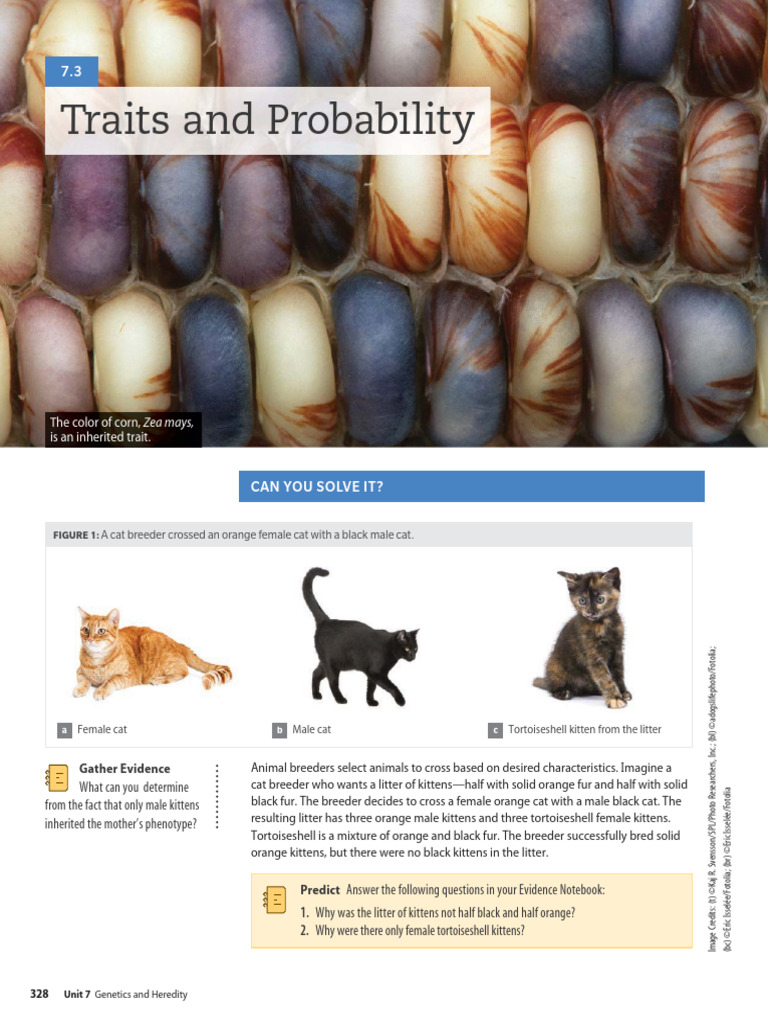 Unit 7.3 Traits and Probability | PDF | Dominance (Genetics) | Genotype