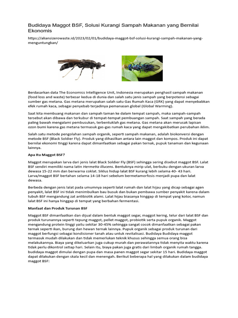 Budidaya Maggot BSF | PDF