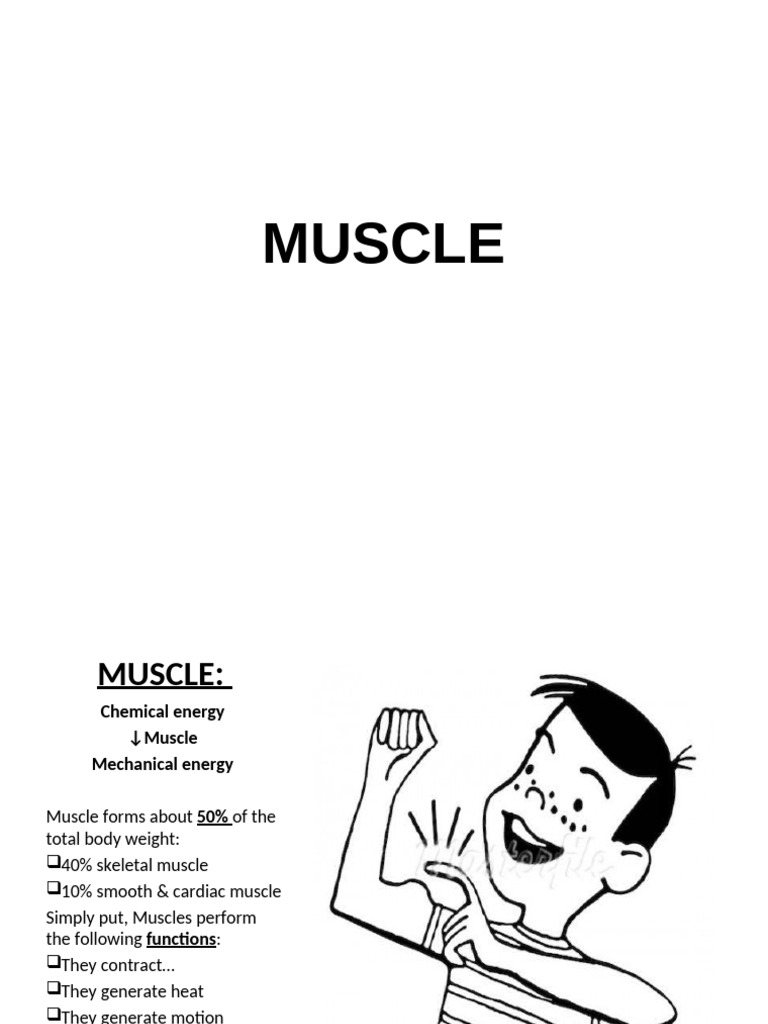 Skeletal Muscle Structure and Contraction 2025 | PDF | Muscle ...