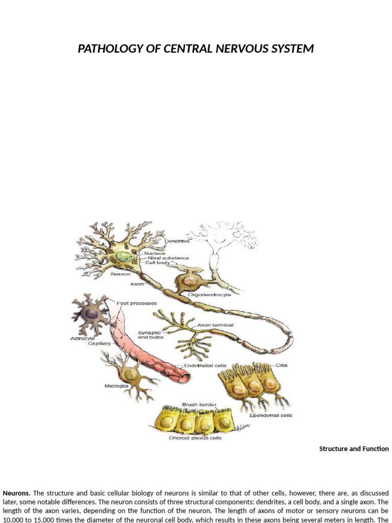 15 Pathology of Central Nervous System | PDF | Microglia | Neuron