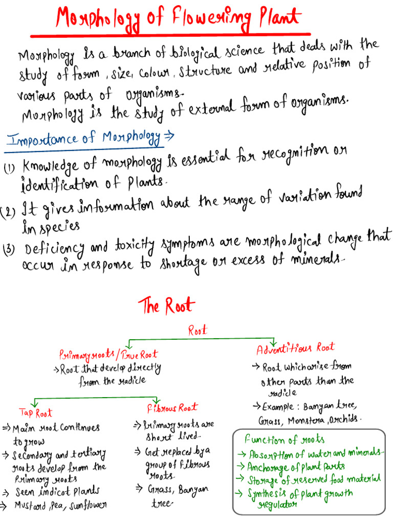 Chapter 5 Morphology of Flowering Plants | PDF