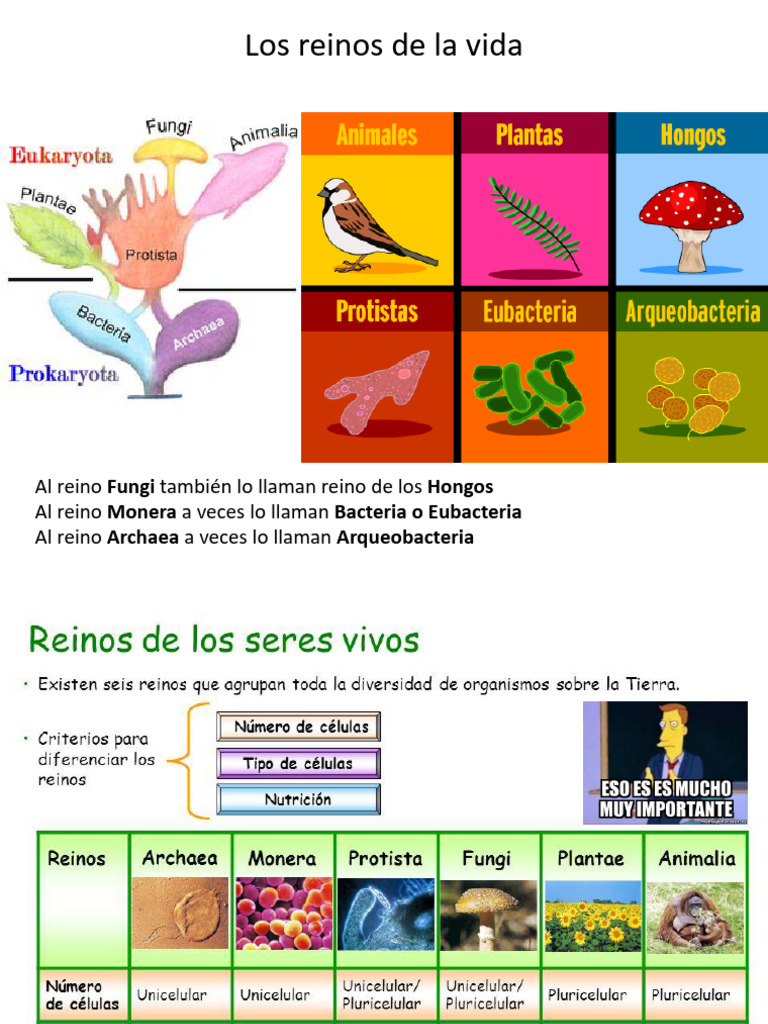 Repaso de Los Reinos-1 | PDF