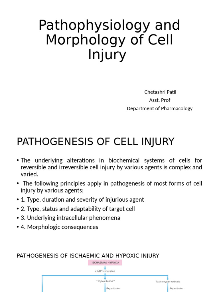 Cell Injury Pathophysiology and Morphology | PDF | Apoptosis | Necrosis