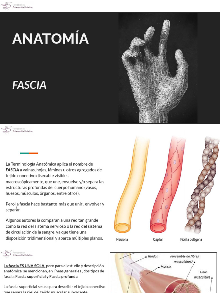 Fascia | PDF | Tejido conectivo | Tejido (biología)