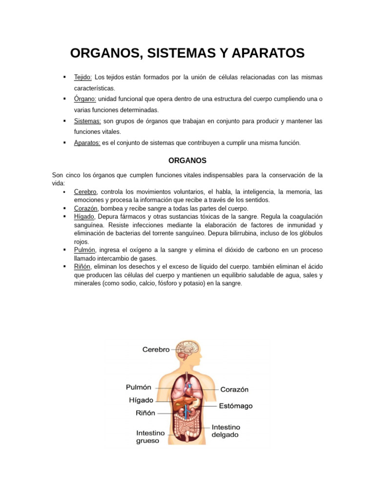 Órganos y Sistemas del Cuerpo Humano | PDF | Sistema digestivo humano ...