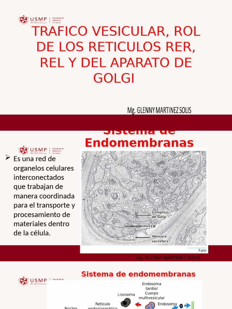 Tráfico Vesicular y Endomembranas | PDF | Retículo endoplásmico | Lisosoma