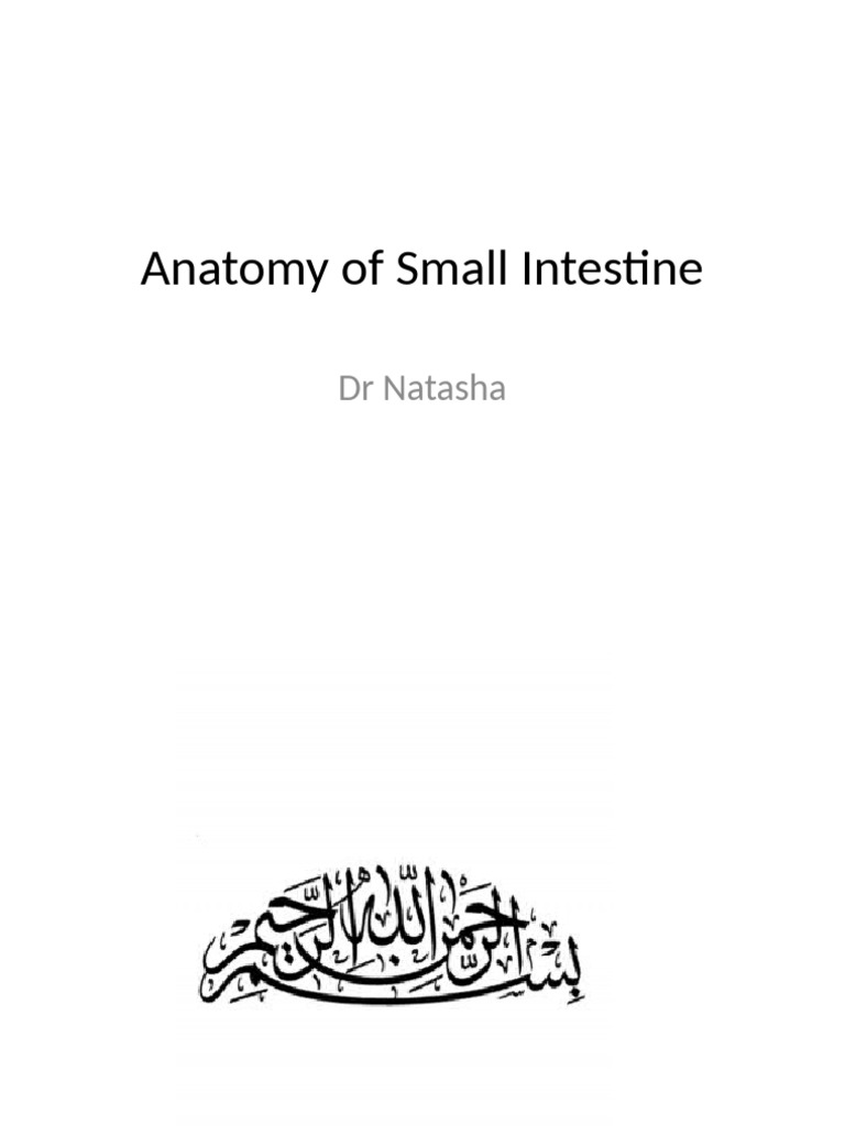Small Intestine | PDF