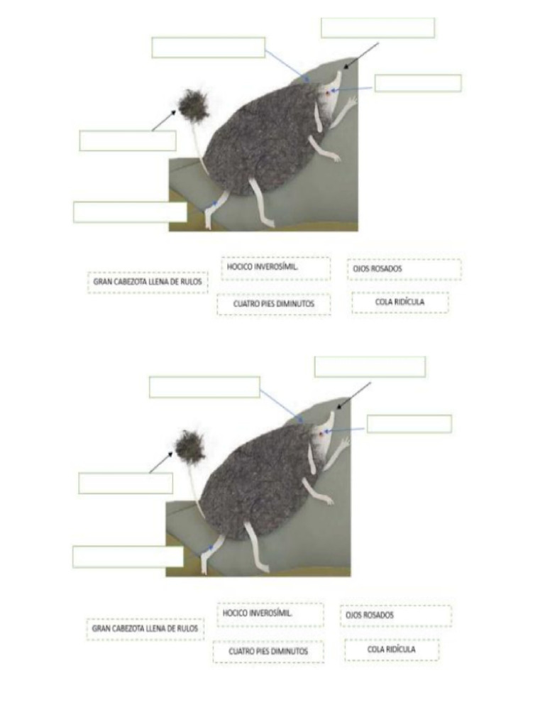 actividad bicho raro | PDF