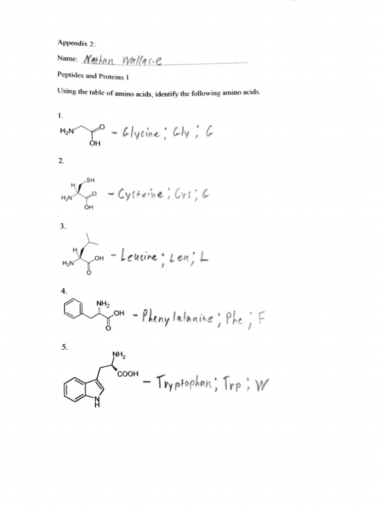 Drawing Peptides Activity | PDF