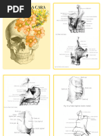 Músculo Corrugador Superciliar: Función y Anatomía | PDF