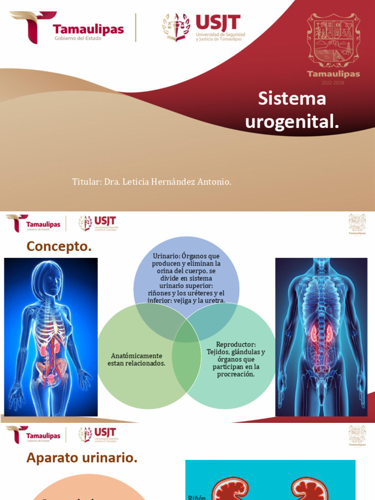 Sistema Urogenital PDF | PDF | Sistema urinario | Riñón