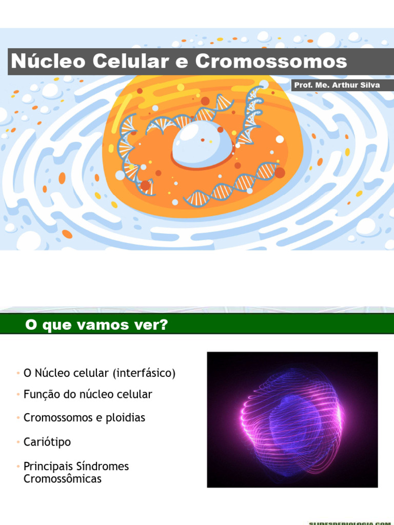 Aula 1 - Núcleo e Cromossomos | PDF | Cromossomo | Ploidia