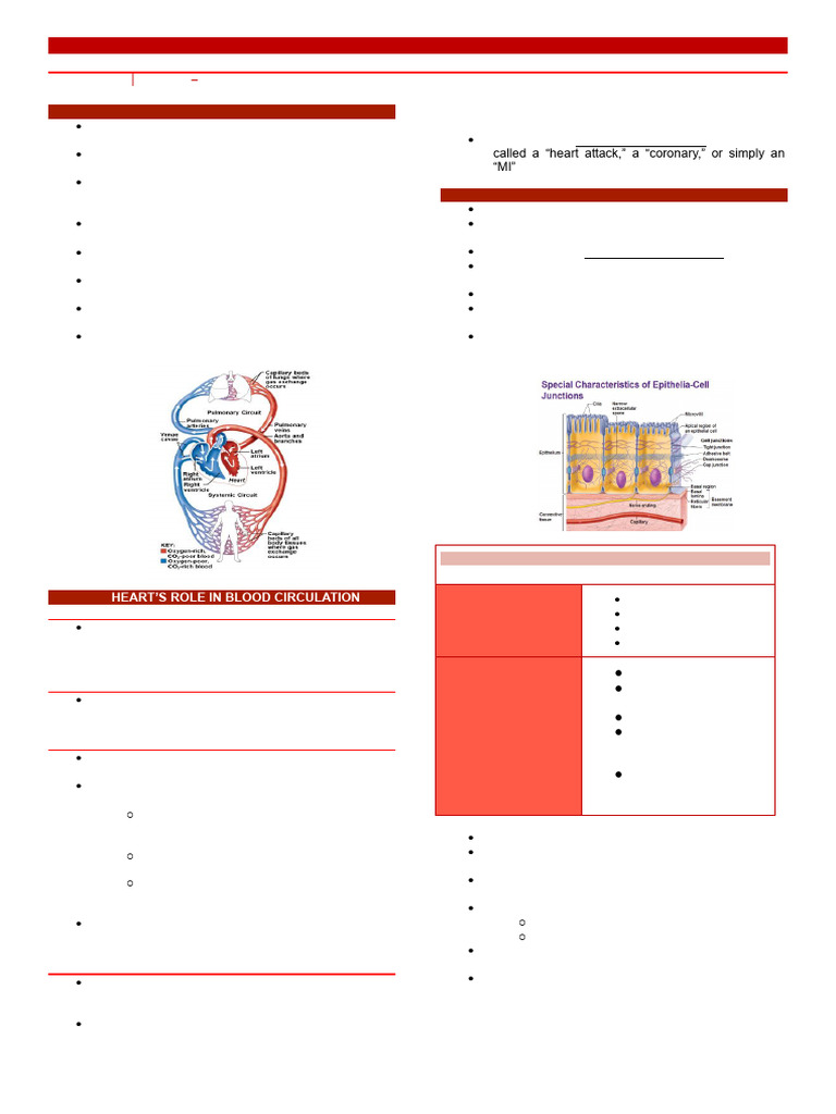 Blood Flow Circulation, Conduction of The Heart, Cardiac Cycle and ...