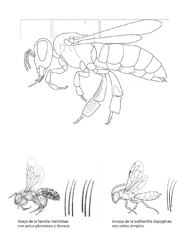Anatomia abejas | PDF