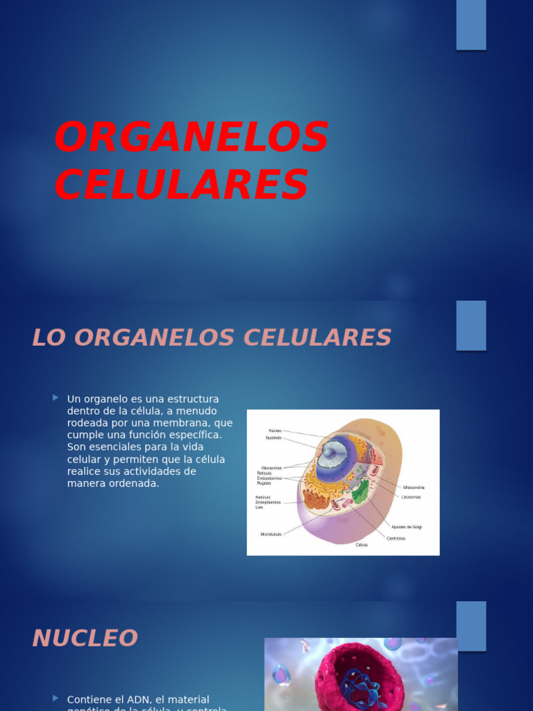 Funciones de los Organelos Celulares | PDF | Biología Celular ...