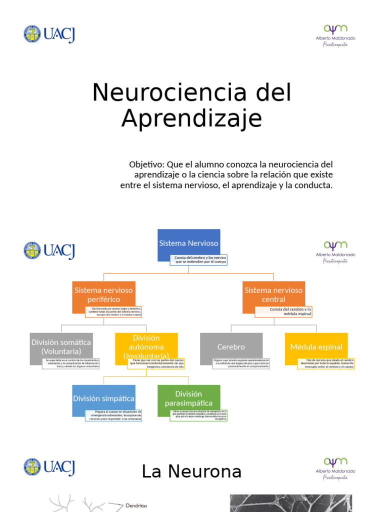 Neurociencia Del Aprendizaje | PDF | Cerebro | Sistema nervioso