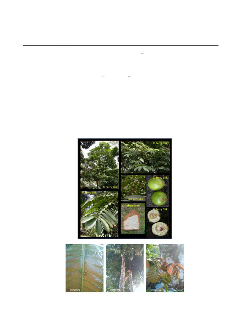 Tugas Werkstuuk Dendrologi | PDF