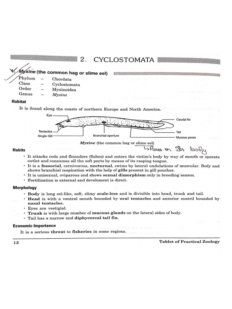 Zoology Practical | PDF