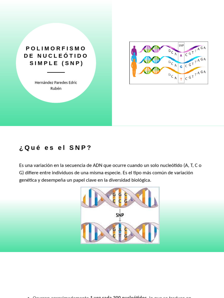 Polimorfismo de Nucleótido Simple (SNP) | PDF | Polimorfismo de nucleótido simple | Genética