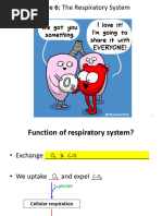 Respiratory System Overview and Functions | PDF | Respiratory Tract | Lung