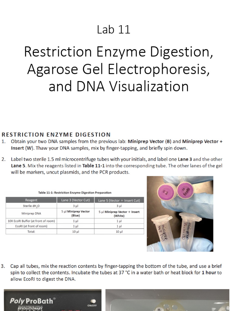 Lab Protocol | PDF