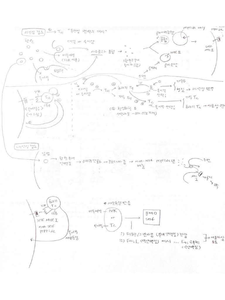 Class Switching | PDF
