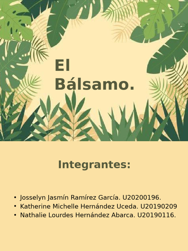 Propiedades y usos del bálsamo de El Salvador | PDF | Arboles