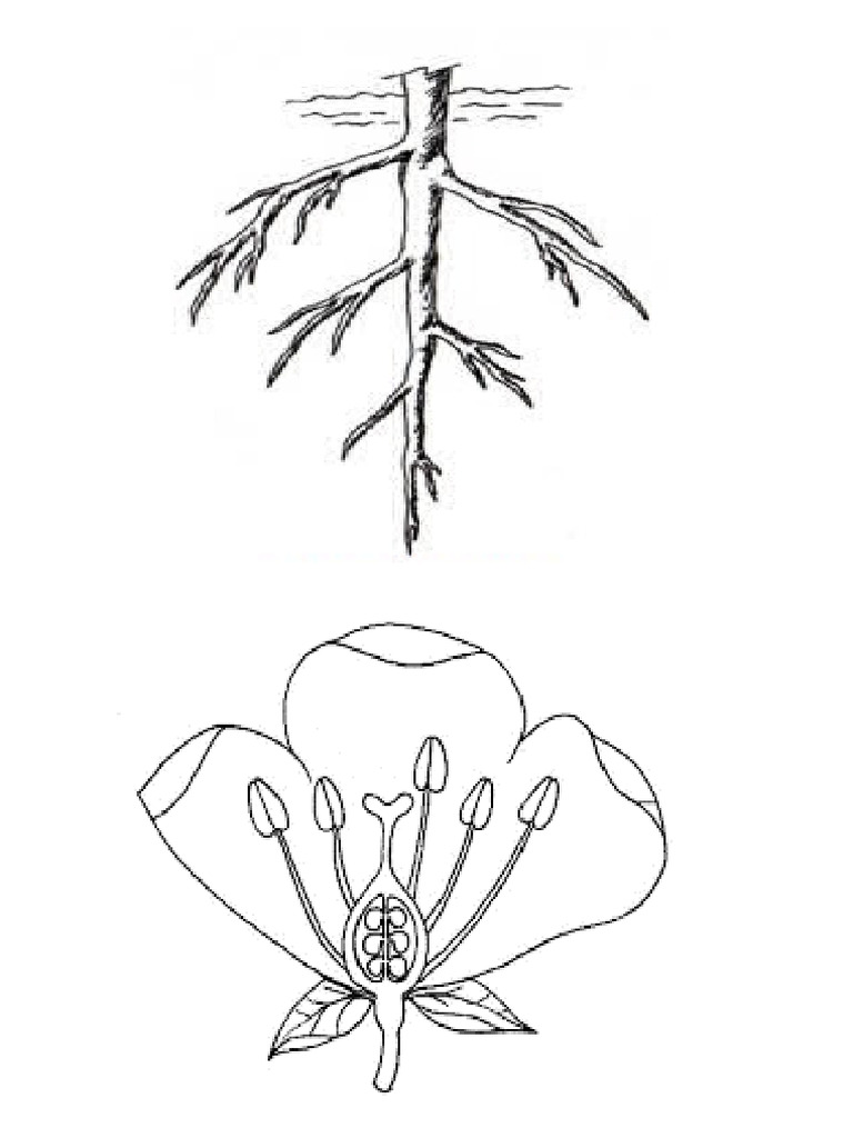 Ficha La Raiz y La Flor - 3° Ciencia | PDF