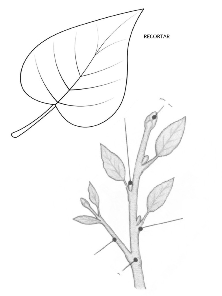 FICHA LA HOJA Y EL TALLO | PDF