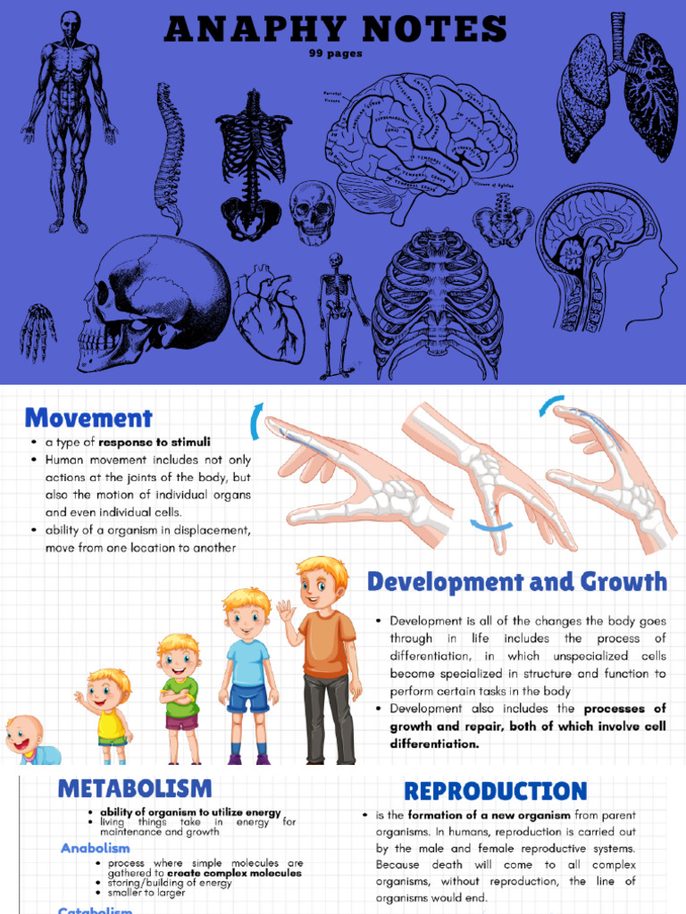 Anaphy Notes 99 Pages | PDF